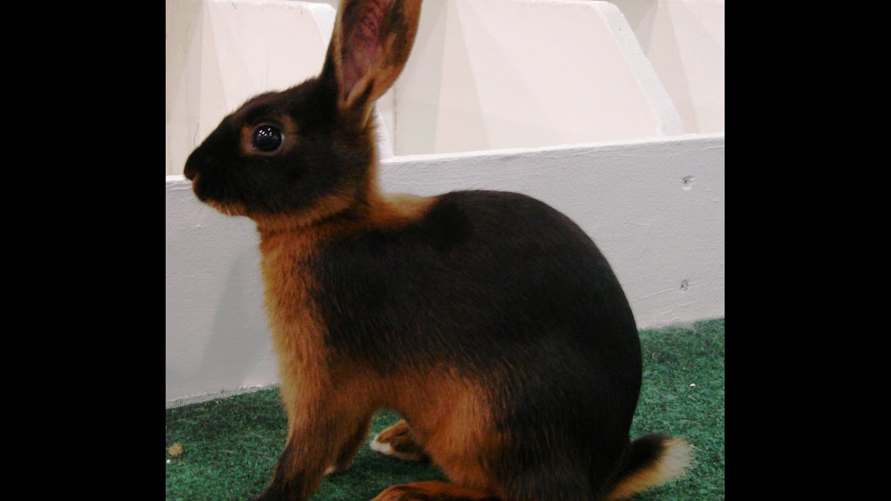 49 Rabbit Breeds Recognized by the American Rabbit Breeders Association ARBA