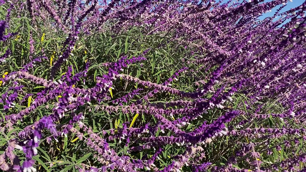 Lavender Flower Plant 1080p FULL HD [FREE STOCK FOOTAGE]