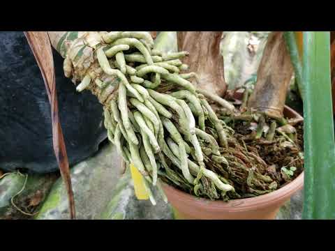 Ott's Exotic Plants