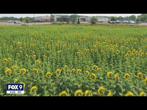 Sunflower field brings peace to Allina Crossroads Clinic | FOX 9 KMSP