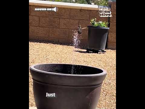 Hummingbird Plays in Water Fountain!
