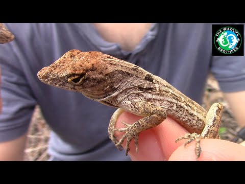 Florida's Feistiest Little Lizards!
