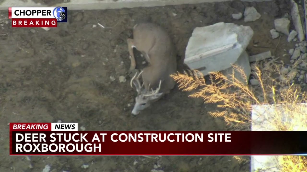 CRITTER CHRONICLES: Whitetail Deer in Philadelphia