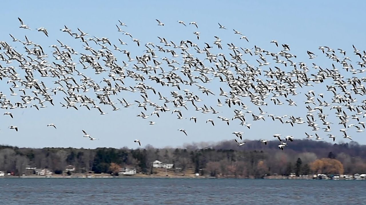 Hundreds of thousands of migrating snow geese in Upstate NY