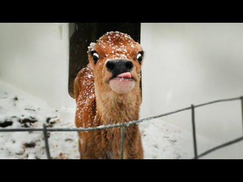 1M+ LAUGHS are waiting in this Funniest Animals video of May