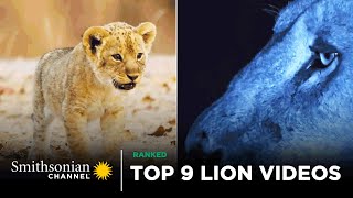 Top 9 Lion Videos 🦁 Smithsonian Channel | Smithsonian Institution