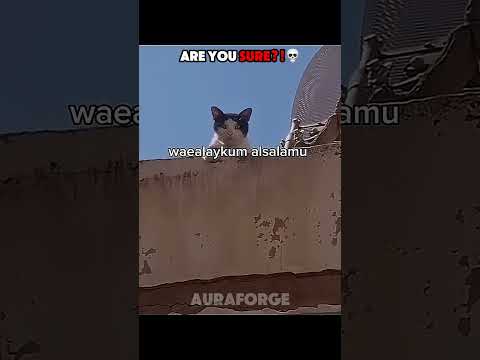 Talking Cat 💀 | Cats Can't Speak English