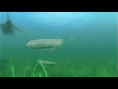 Plesioth | Wiki | Monster Hunter Amino