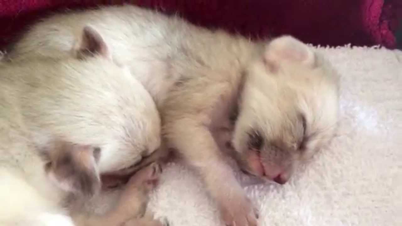 Baby fennec fox kits waking up