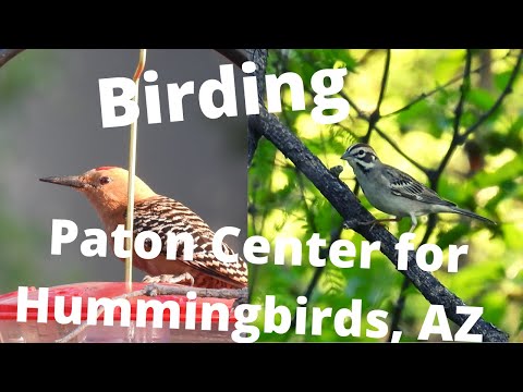 Birding Paton Center for Hummingbirds in Patagonia, AZ. Buntings, Sparrows and a Lifer Hummingbird!