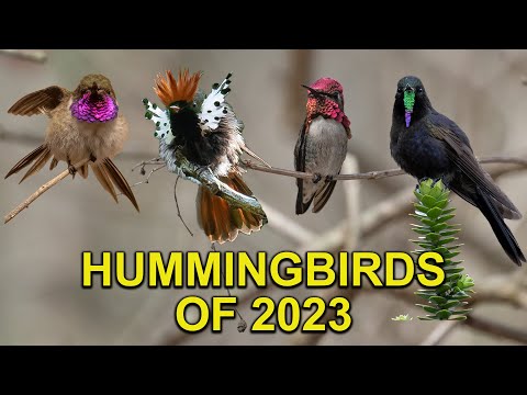 Happy New Year from Hummingbird Spot | 2023 Recap