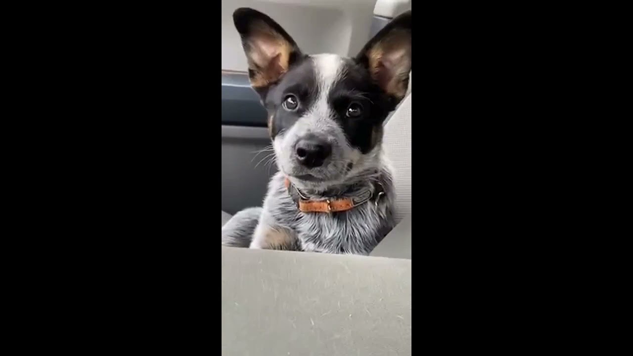 Too cute! Adorable blue heeler puppy gets annoyed at having the hiccups