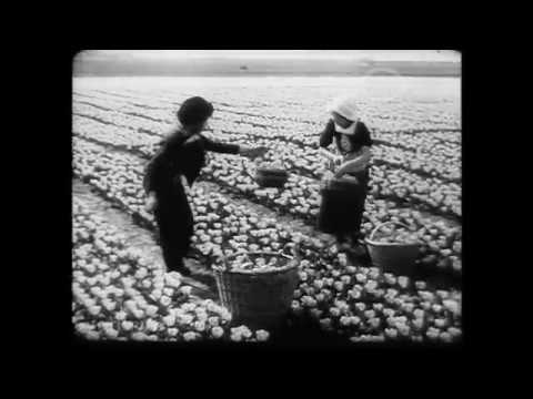 Alfred Machin – Belgium 1914 | THE EARLY SILENT ERA 1895-1915