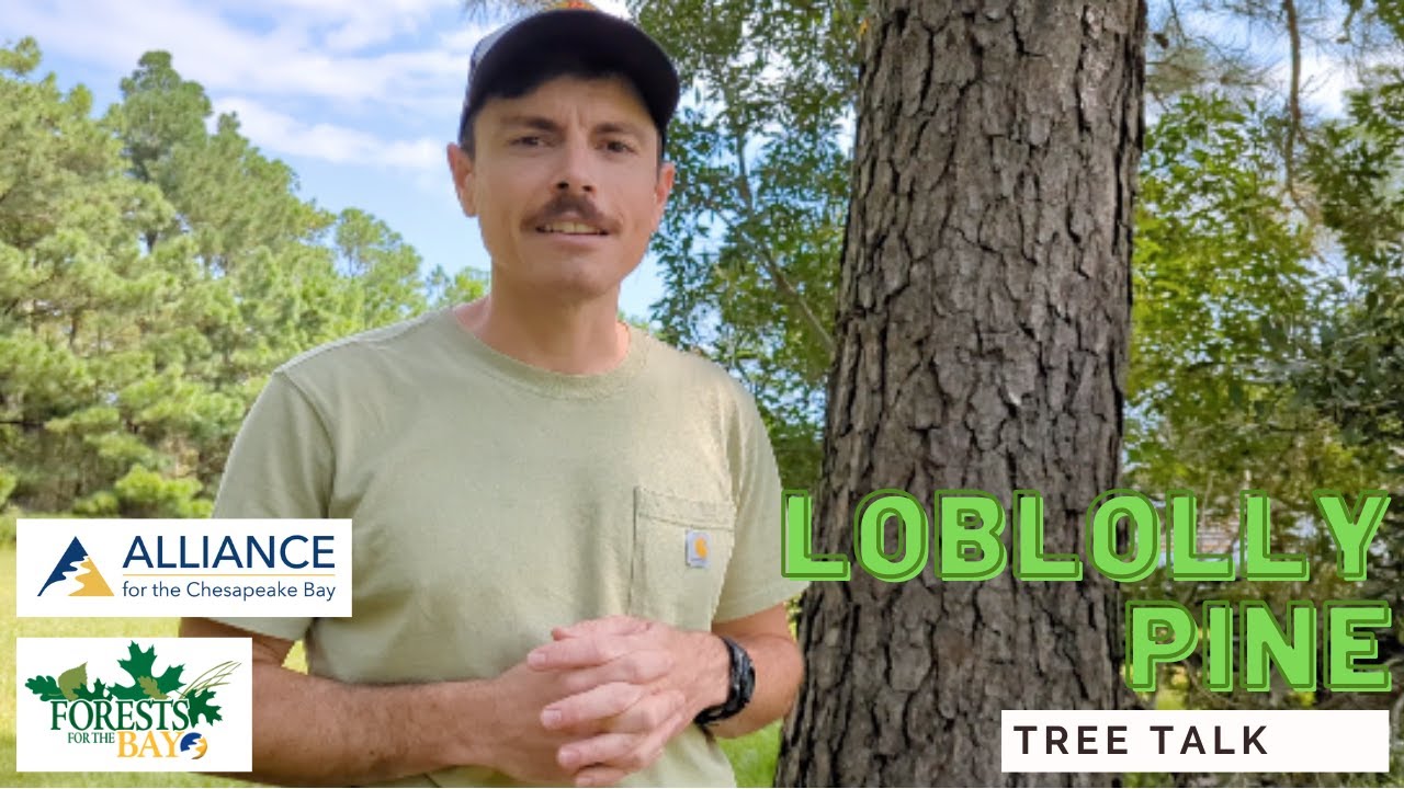 Tree Talk: Loblolly Pine
