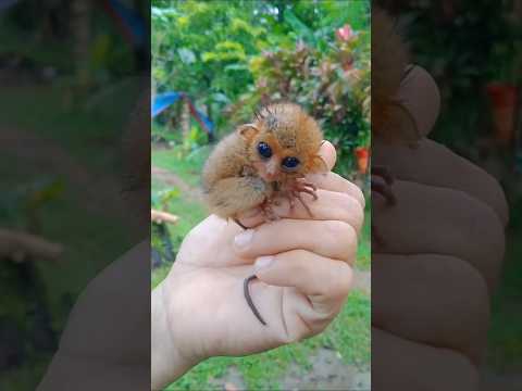 Top 5 Animals you will ONLY find in the Philippines