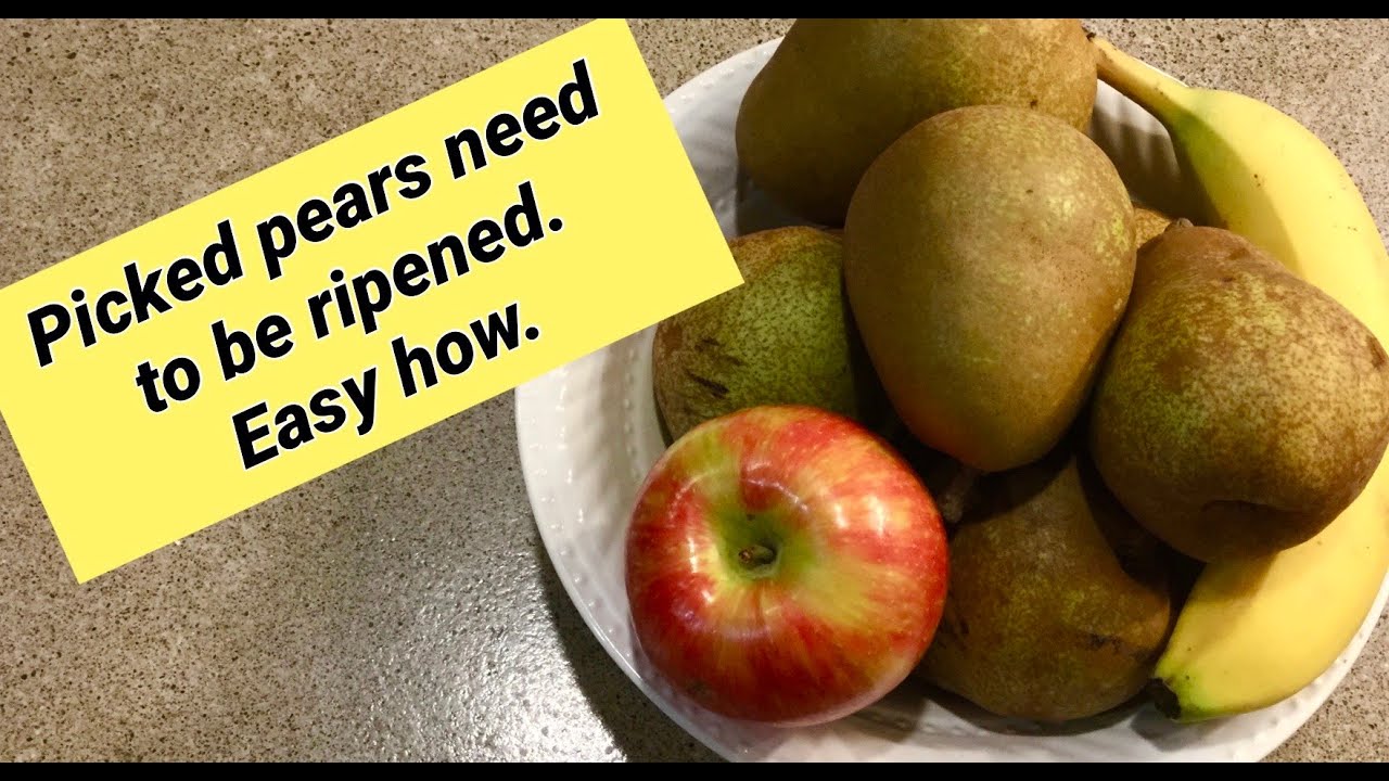 Ripening picked pears.  Here is how we do it
