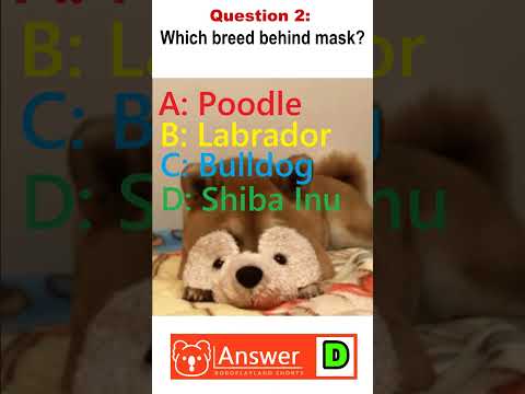 Furry Quiz Time – Level 4 #shorts