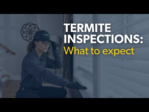 Termite Control: Terminix's Full Service Solution