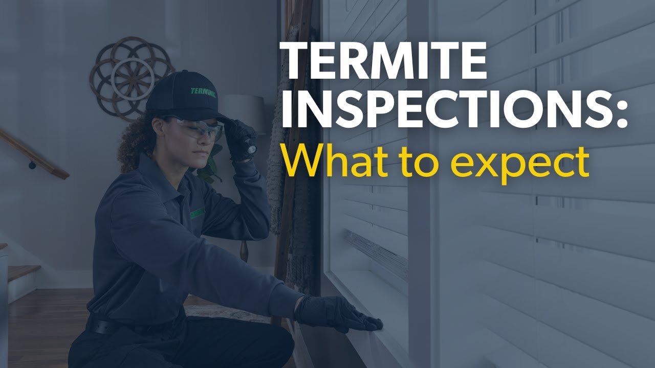 Termite Control: Terminix's Full Service Solution