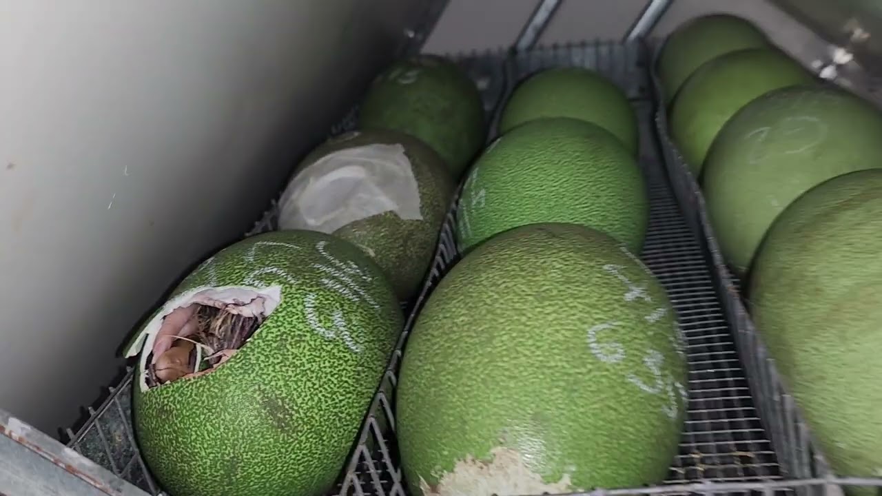 Cassowary eggs inside the incubator!