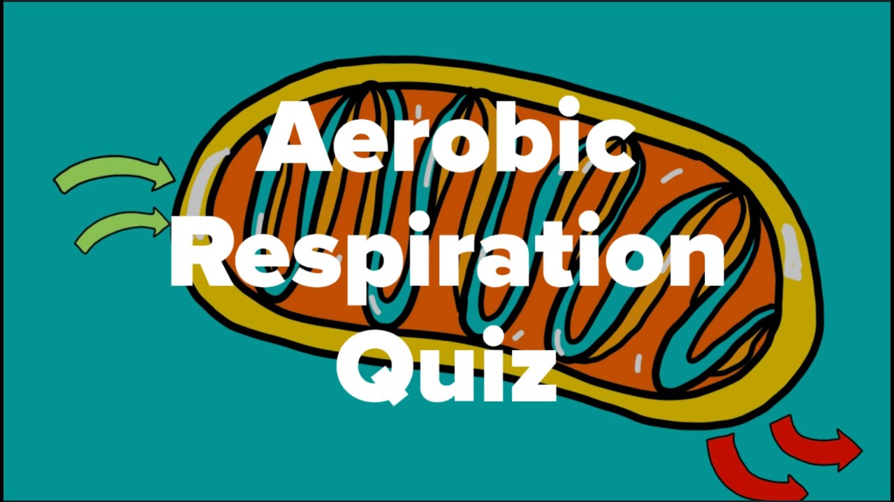 Aerobic Respiration Quiz