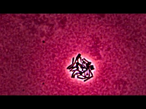 Lactobacillus - Time Lapse Photography