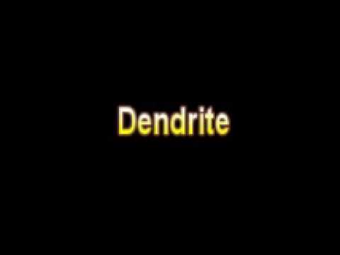 What Is The Definition Of Dendrite - Medical Dictionary Free Online