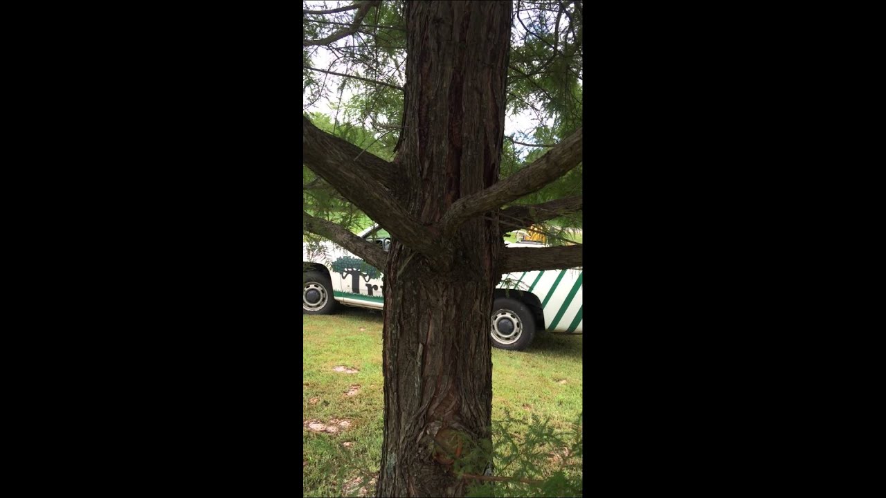 Split bark on cypress tree , care of cypress  tree , proper pruning of cypress tree