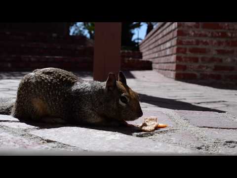 ASMR squirrel eating cereal!!