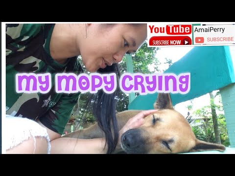 RUMAH SAKIT SETIO HUSODO KISARAN - ASAHAN / MY MOPY DOG CRYING / AMAIPERRY