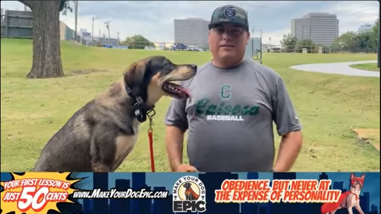 Dog Trainers Tulsa | “Absolutely Go For It