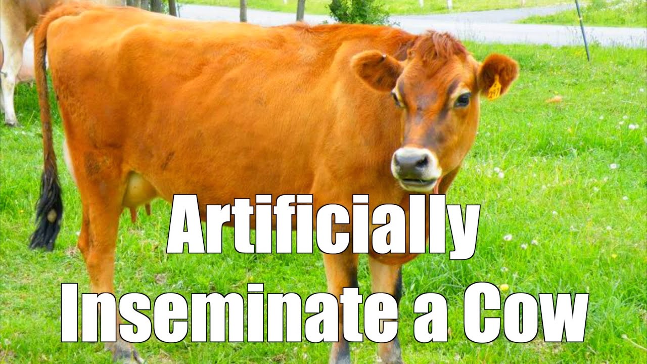 How to Artificially Inseminate a Cow @UncleTimsFarm