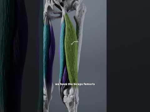 Hamstring muscles