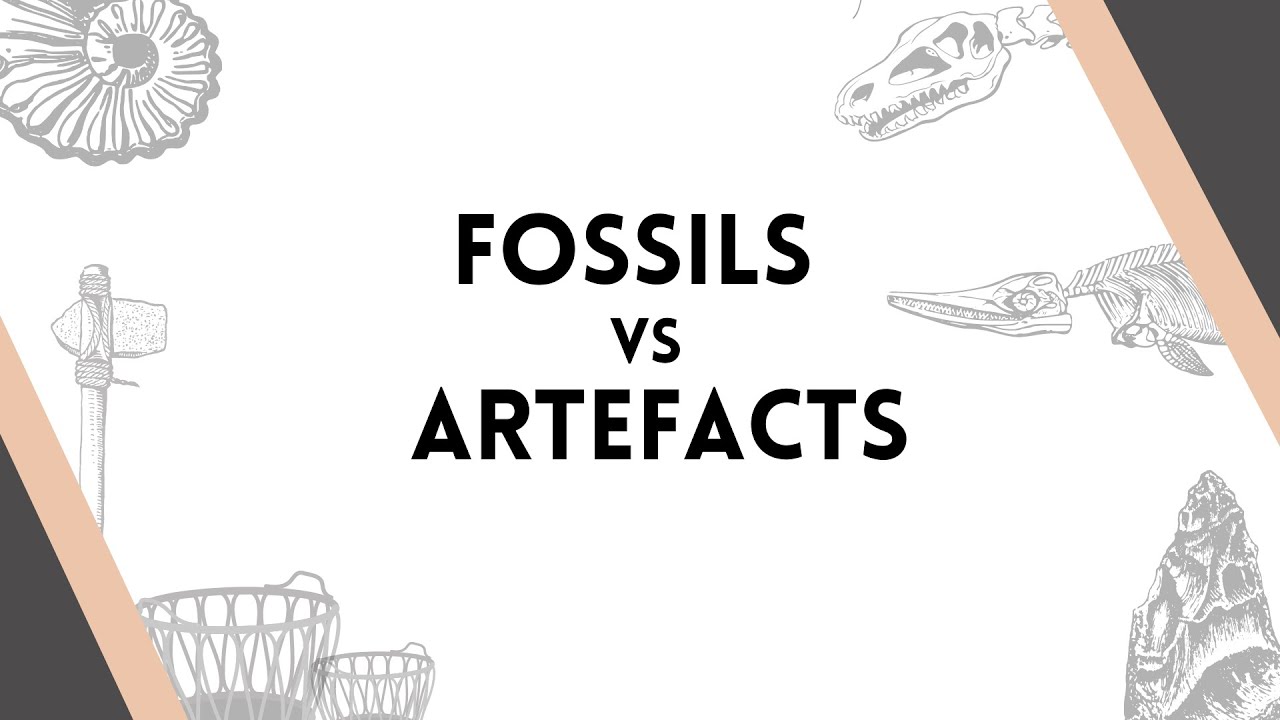 What is the difference between a fossil and an artefact?