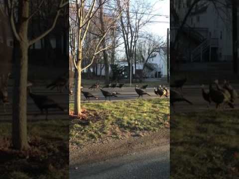 Turkey Black Magic | The MarkoZen Blog