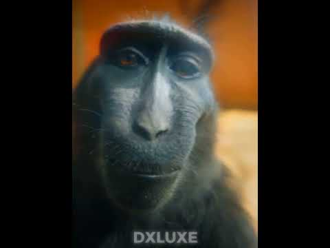 Bro pulls ππ#edit #monkey #rizz #4k