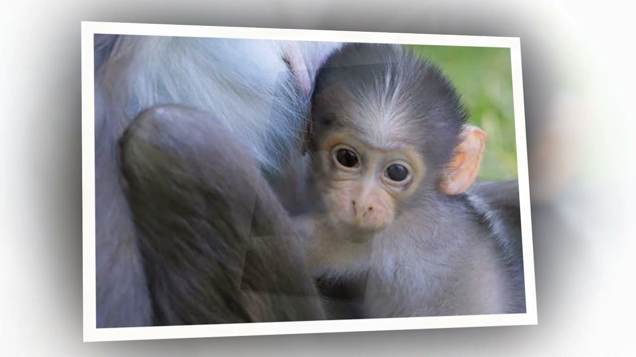 Cute Baby Monkey, Cute Monkey Photos, Baby monkey funny