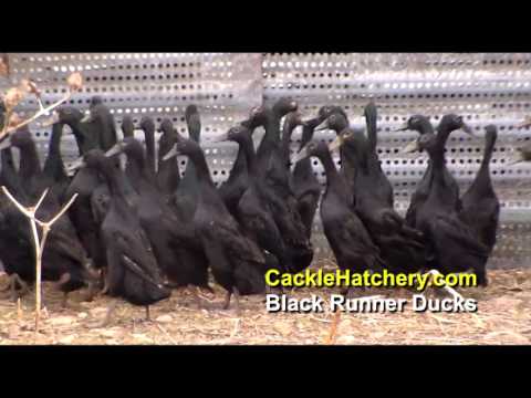 Black Runner Duck (Indian Runner) Breeder Flock | Cackle Hatchery