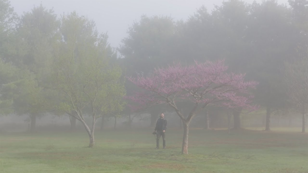 How to Prune an Eastern Redbud
