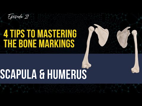 How To Mastering The Bone Markings: 4 Study Tips To Mastering Bone Markings On The Scapula & Humerus