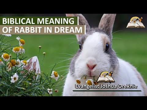 25 Dream Meaning About Rabbit - Hare Symbolism and Spiritual Message