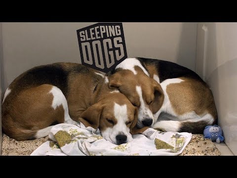 Sleeping Dogs AKA True Crime: Hong Kong