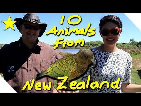 ★ 10 Animals you might see when travelling New Zealand