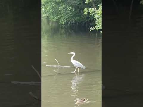 Heron looking for food #Shorts