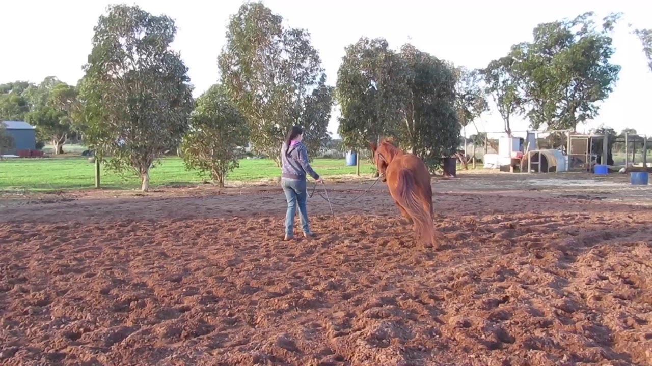 MY HORSE LEARNT HOW TO REAR ON COMMAND