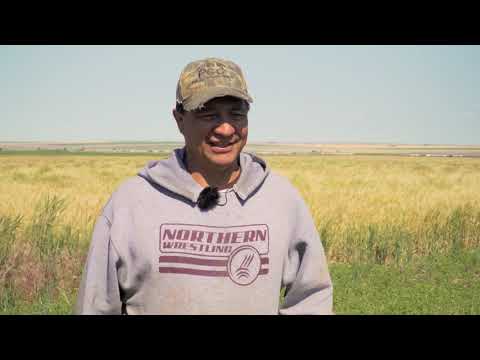 KAMUT Khorasan Wheat - Ancient Grain for Future Farming (Short Version)