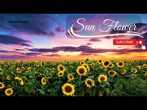 Sunflower: The Sunshine Flower | Unveiling the Beauty and Meaning of Sunflowers
