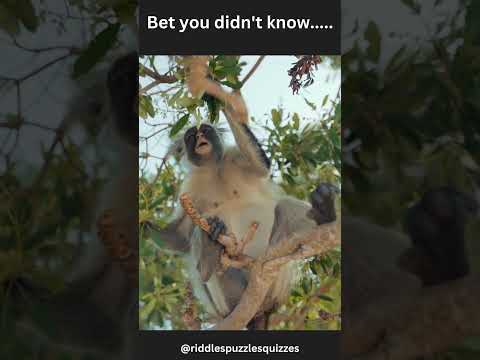 Amazing Animal Facts That Will Make You Say "WOW"!. Learn about monkeys #shorts #short