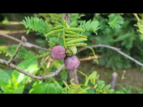 Japanese Plum Yew Update: Conifer Fruit