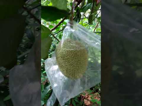 Aman buahnya! nangka madu bungkus pakai plastik😆 #fruit #nangka #nangkamadu #buah